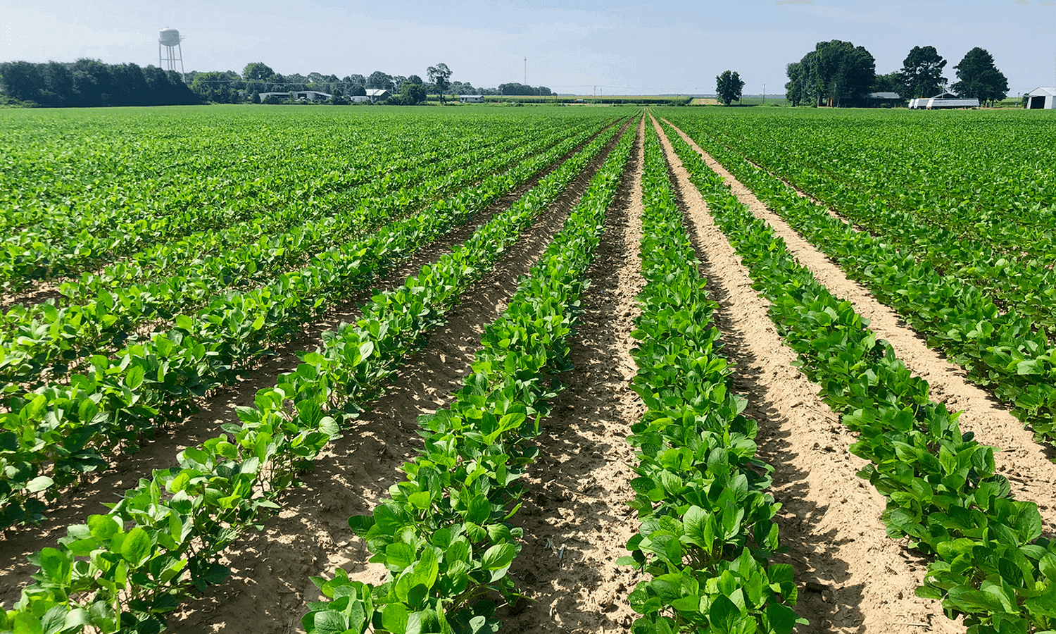 Des Arc Arkansas Row Crop Farm Offering | AcreTrader