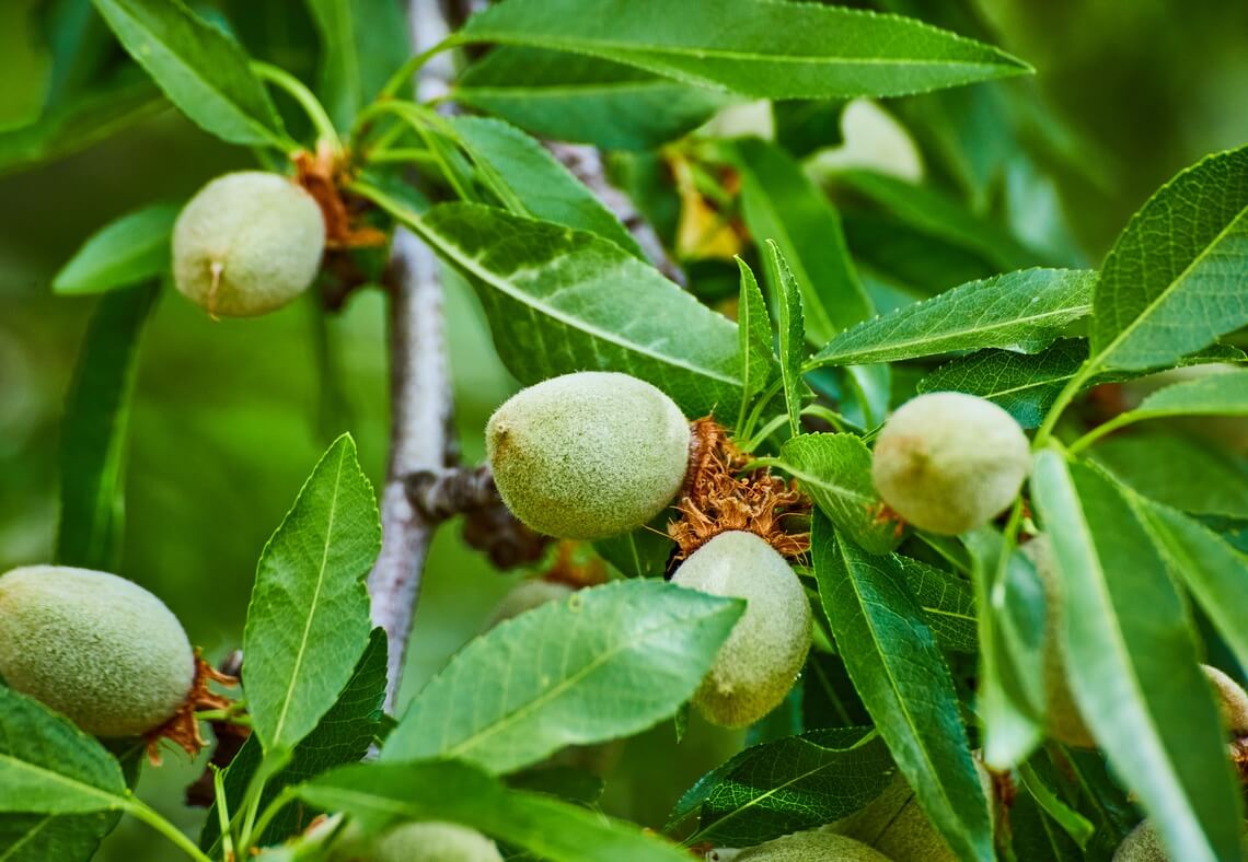 3 Recent Developments in the U.S. Almond Market | AcreTrader