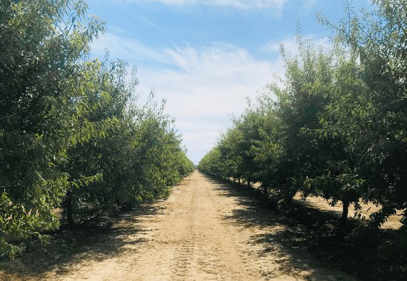 78 Acre California Almond Farm Funded Online | AcreTrader
